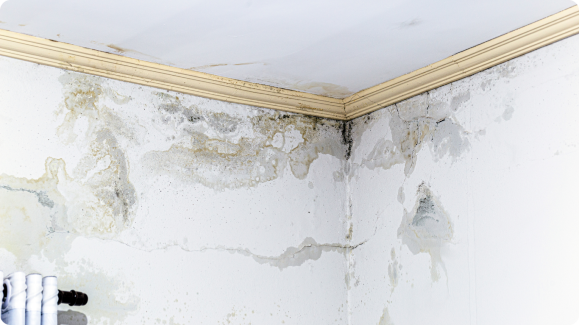 Mold Health Risks You Didn’t Know About - Why It’s More Serious Than ...
